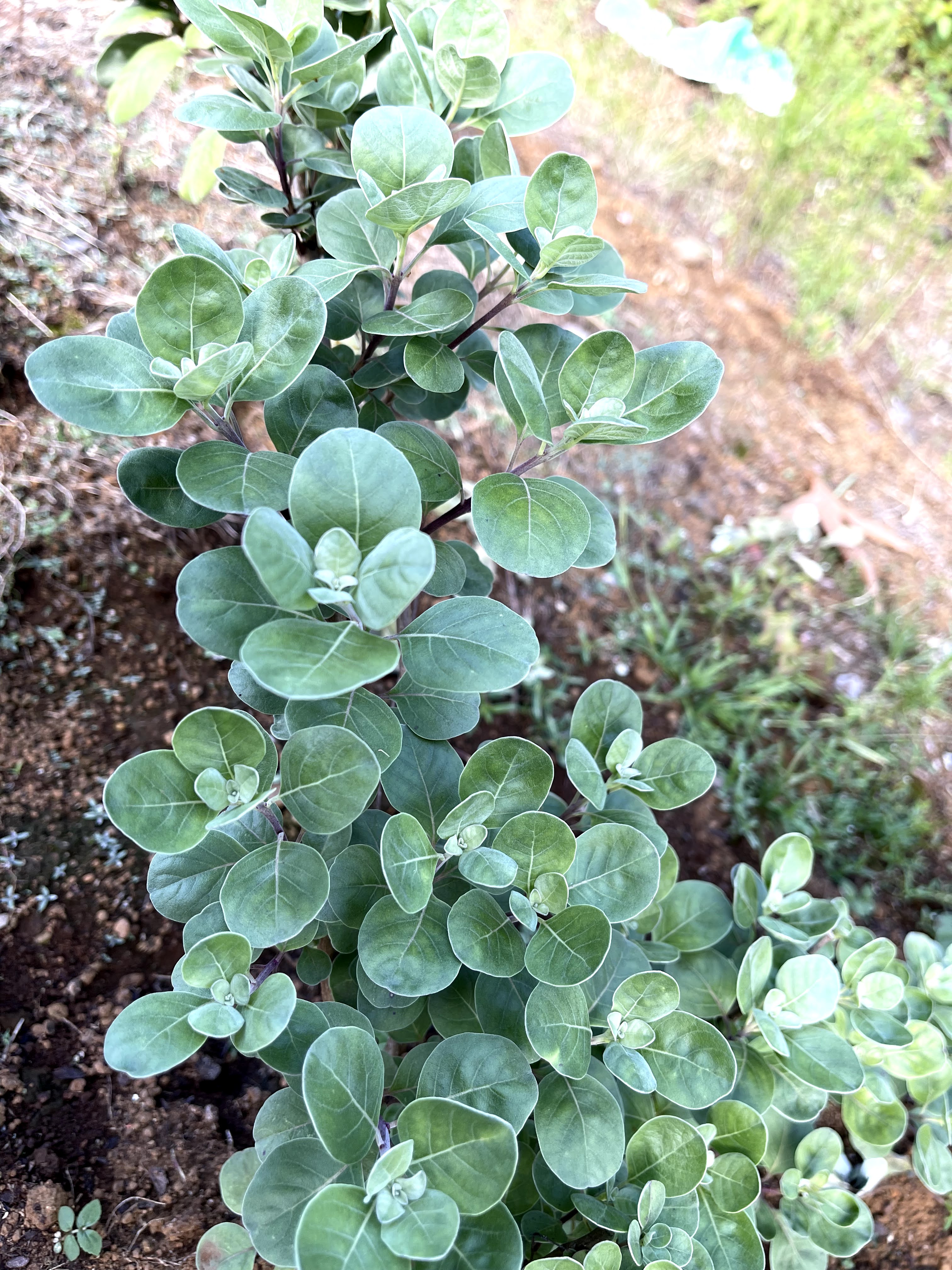 Native Hawaiian Plants for Honey Bees – Living Hilo Style